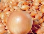 Лук Мячковский 300: описание и характеристики сорта, агротехника ...