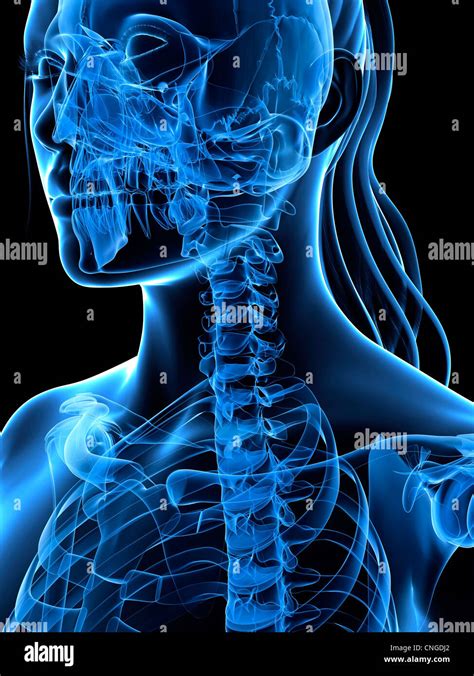 Anatomie kopf hals wissenschaften -Fotos und -Bildmaterial in hoher ...