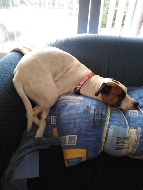 He's asleep now in the same position... : r/WhatsWrongWithYourDog