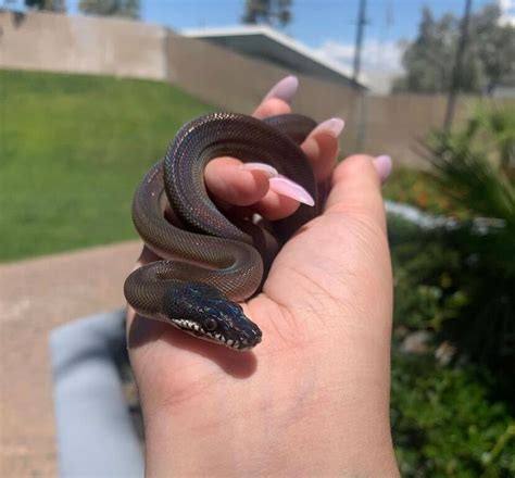 AZPetVet on LinkedIn: Slithering into World Snake Day like... 🐍 Did you ...