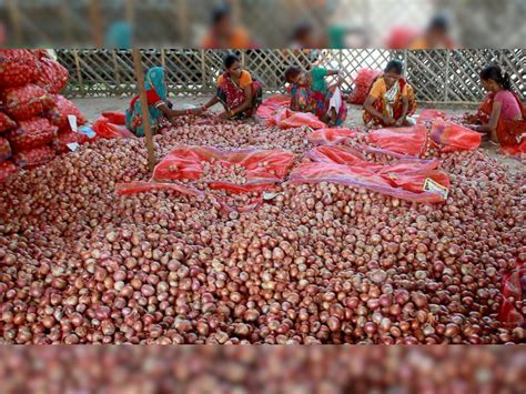 Trouble for Madhya Pradesh farmers as onion prices drop to as low as 50 paise per kg