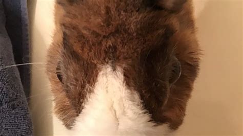 buny - YouTube