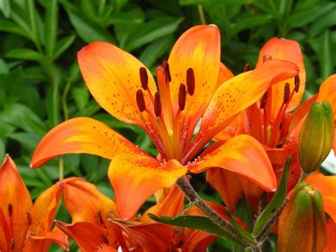 Pin by Ксения Рыбальченко on Картинки для перевода | Plants, Flowers ...