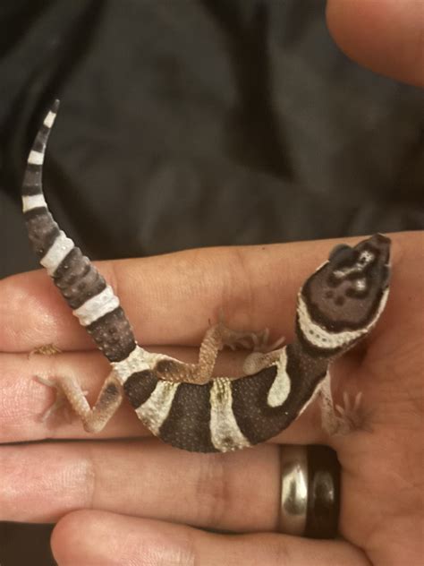 Help identifying this morph - Leopard Geckos - MorphMarket Reptile Community