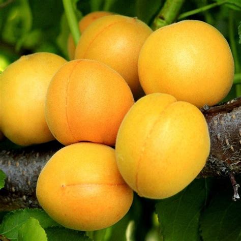 Купить саженцы - Абрикос "Медовый", Новосибирск