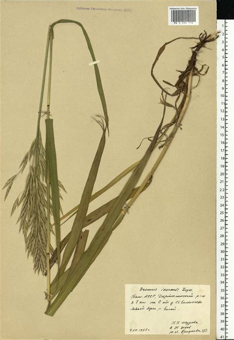 MW0252712, Bromopsis inermis (Кострец безостый), specimen