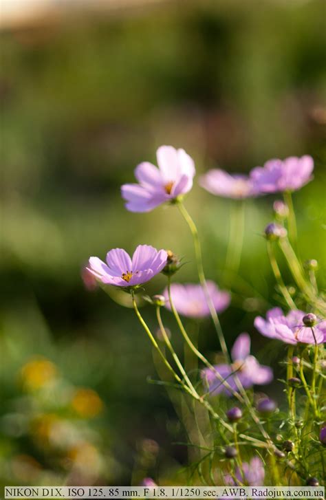 Review of Nikon D1x. Test Nikon D1x | Happy