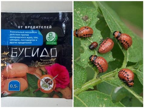 Бусидо от колорадского жука: инструкция по применению и эффективность