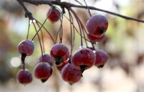 Malus 'Royalty' | Malus, Fruit, Royalty