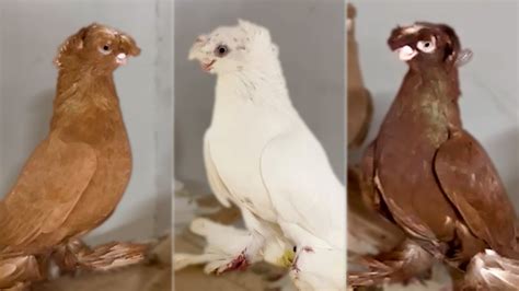 Лучшая порода голубей! Двухчубые голуби. Tauben. Pigeons. Palomas ...