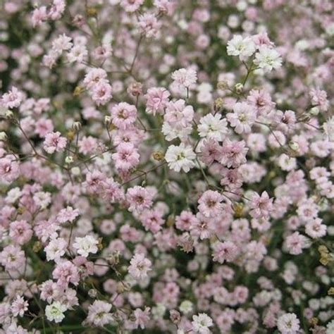 Купить семена Гипсофила Gypsophila Letchworth Rose в Москве: доставка ...