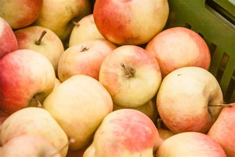 Яблоко, которое стоит посадить на своем участке: великолепный вкус и ...