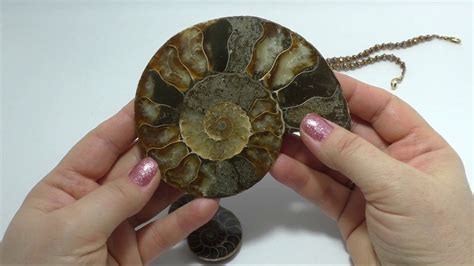 КАМЕНЬ АММОНИТ/ИСТОРИЯ АММОНИТА/ AMMONITE STONE / HISTORY OF AMMONITE ...