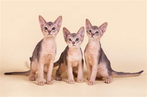 Абиссинские котята - Породы кошек с фотографиями - Котостудия