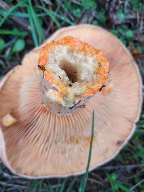 Рыжик (Рыжик настоящий) (Lactarius deliciosus) фото и описание