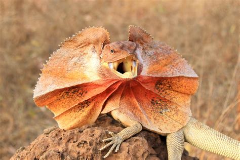 Characteristics Of A Lizard