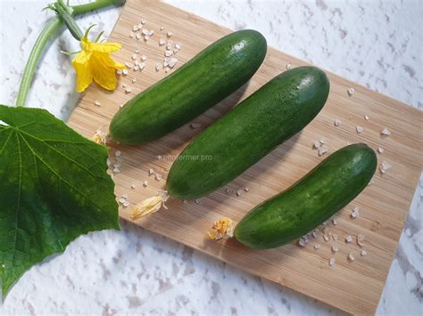 Огурцы гладкие "Бакинские", 1кг - greenfermer.pro