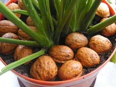 Польза гречки - Со Вкусом