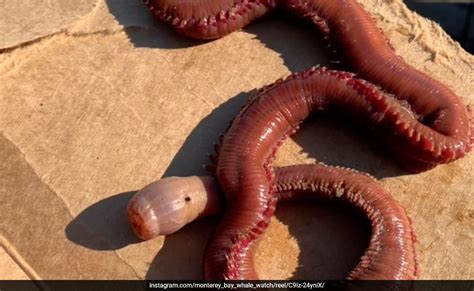 Whale Watchers Encounter Creepy 'Blood Worm' In California
