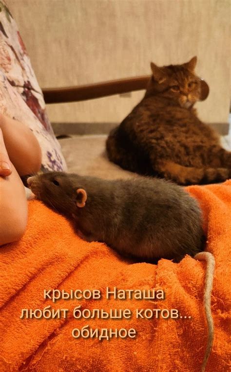 Пин от пользователя Людмила на доске cats | Кошачьи фотографии, Милые ...