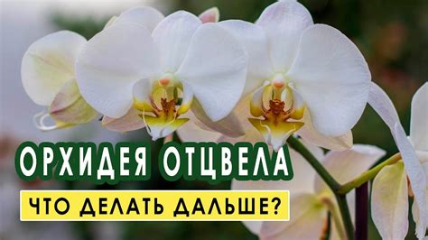 Орхидея отцвела. Что с ней делать дальше? - YouTube