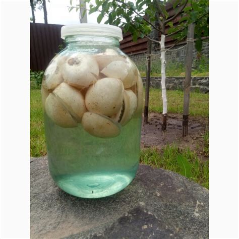 Продам/купить настойка лечебного гриба Веселка — Agro-Ukraine