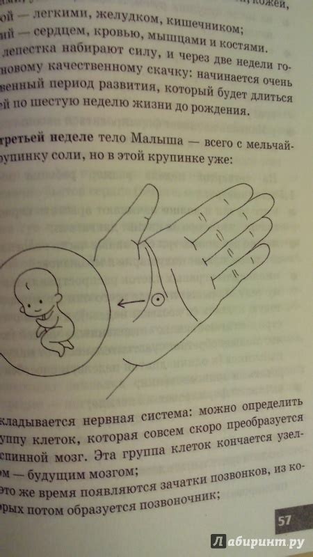 Книга: Ваш любимый человечек от зачатия до рождения - Светлана Клаас ...