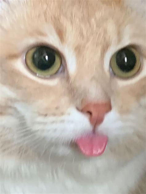 Котик с языком 😝😜🤪 | Милые котики, Котята, Животные