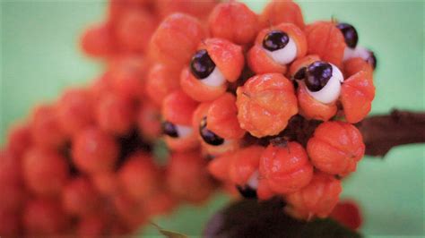 Guaraná: usos, propiedades y contraindicaciones - Mejor con Salud