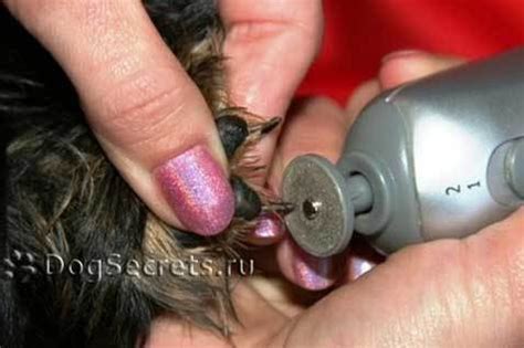 Стрижка когтей у собак