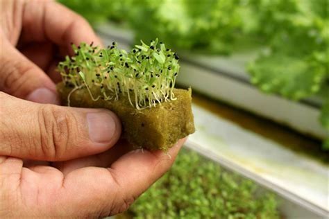 Минеральная вата для гидропоники. Из чего делают агровату - MicrogreenGuru