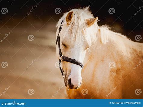 Portrait of a Palomino Pony with a Light Mane and a Halter on Its ...