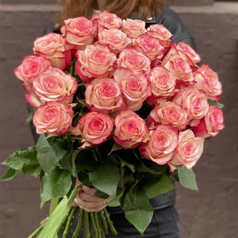 Роза палома - фото и картинки: 72 штук