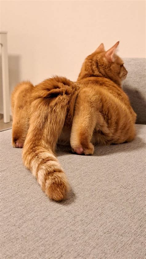 Why does he sit like that?? : r/OneOrangeBraincell