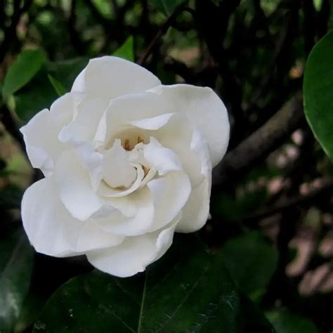 Flowers that start with letter G – A to Z Flowers