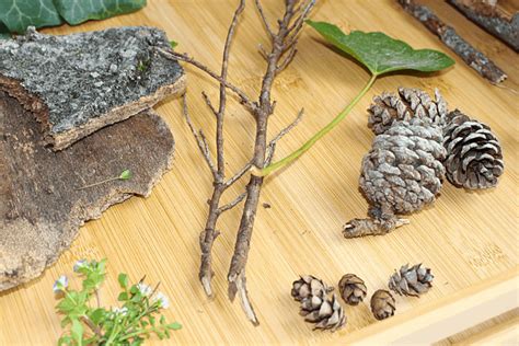 Nature Table Printables & Set Up - East TN Family Fun