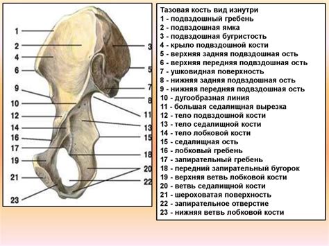 Кости нижних конечностей - презентация онлайн