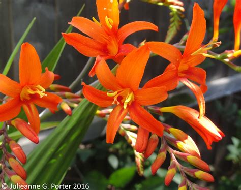 Gwenfar's Garden and other musings: Wordless Wednesday 3rd August 2016 ...