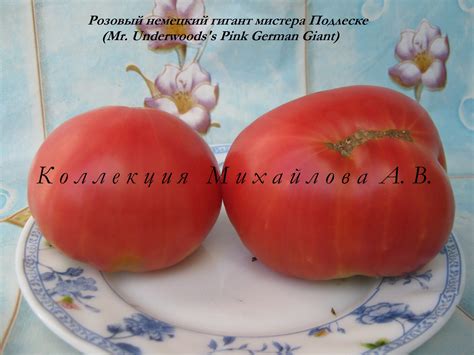 Розовый немецкий гигант Мистера Подлеске