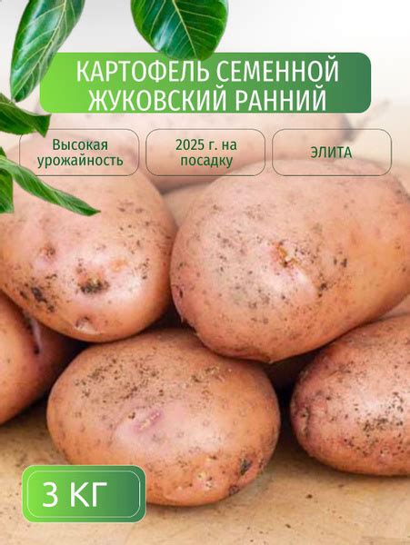 Картофель семенной клубни для посадки 3 кг купить на OZON по низкой ...