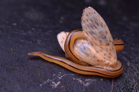 Ribbon Worm