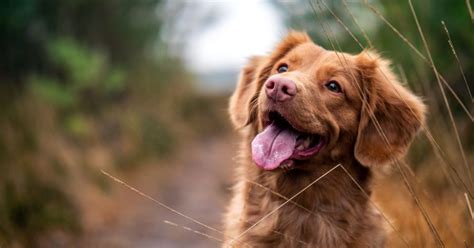 How PetTech startups in Southeast Europe are digitizing pet care