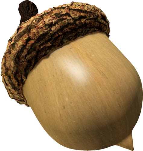 Acorn PNG image
