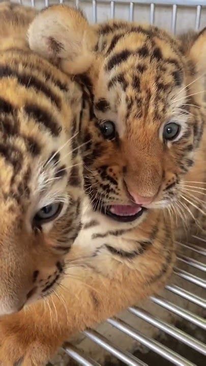 🐯🐯🐯WOW!!! so fierce #tigercub #tiger #kitten #foryou #fpy #cute #kitty ...