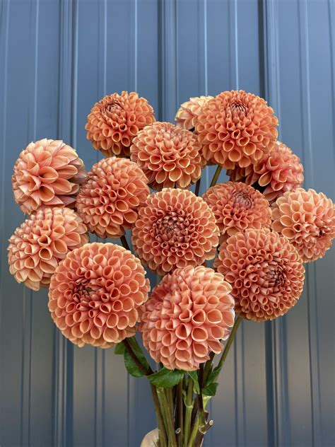Tuber Cornel Bronze | Eastward Gardens