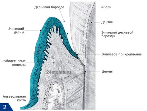 Цемент зуба – строение и функции, развитие первичного и вторичного