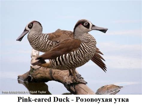 Розовоухая утка (лат. Malacorhynchus membranaceus) — вид водоплавающих ...