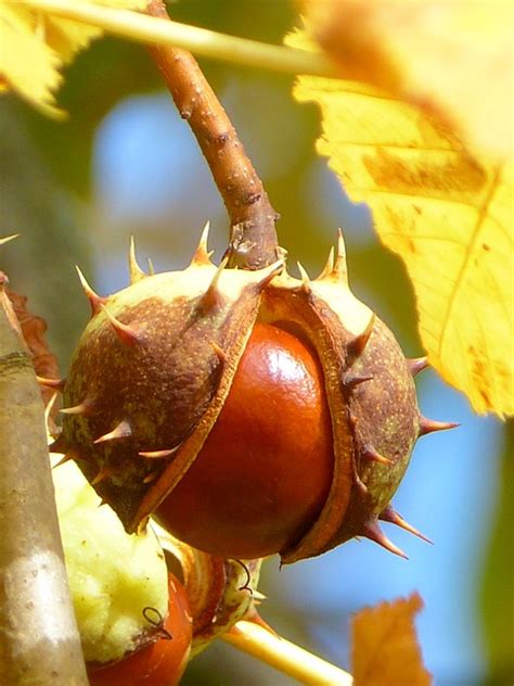 Kostenloses Foto: Kastanie, Kastanienfrucht, Frucht - Kostenloses Bild ...