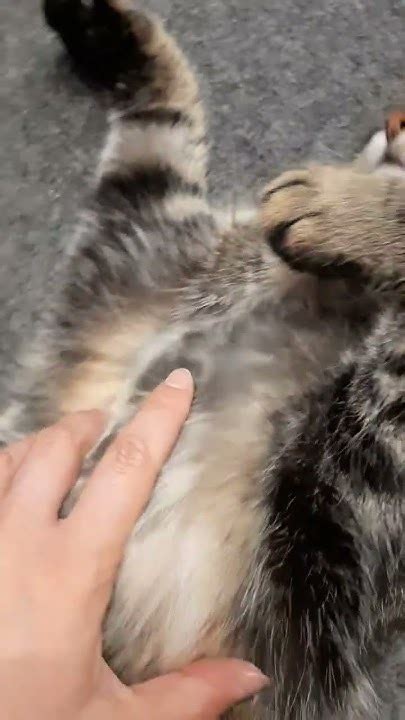 Колбаска-сосиска🥰 #котик #кот #котики - YouTube