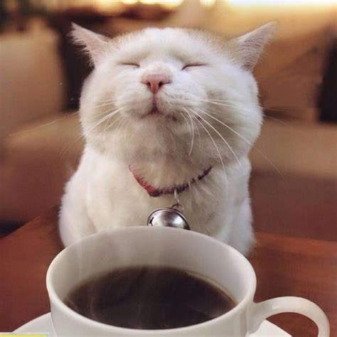 Музей Кота - Котокафе